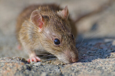 Jak na hraboše? | Přečtěte si více na Dudlu.cz